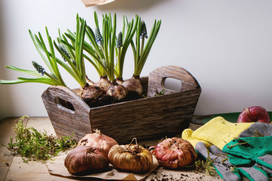 bulbi-flori-iarna-primavara • Casa și Grădina