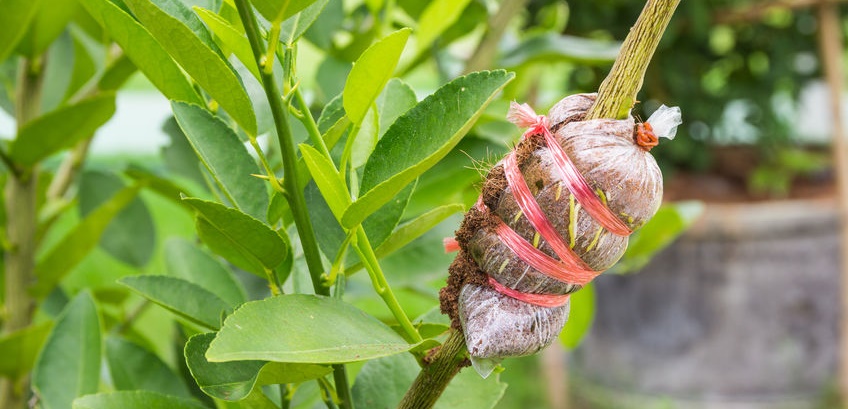 marcotaj • Casa și Grădina