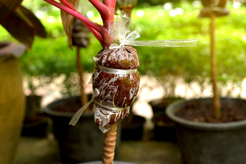 marcotaj plante • Casa și Grădina