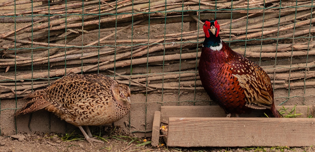 fazani • Casa și Grădina